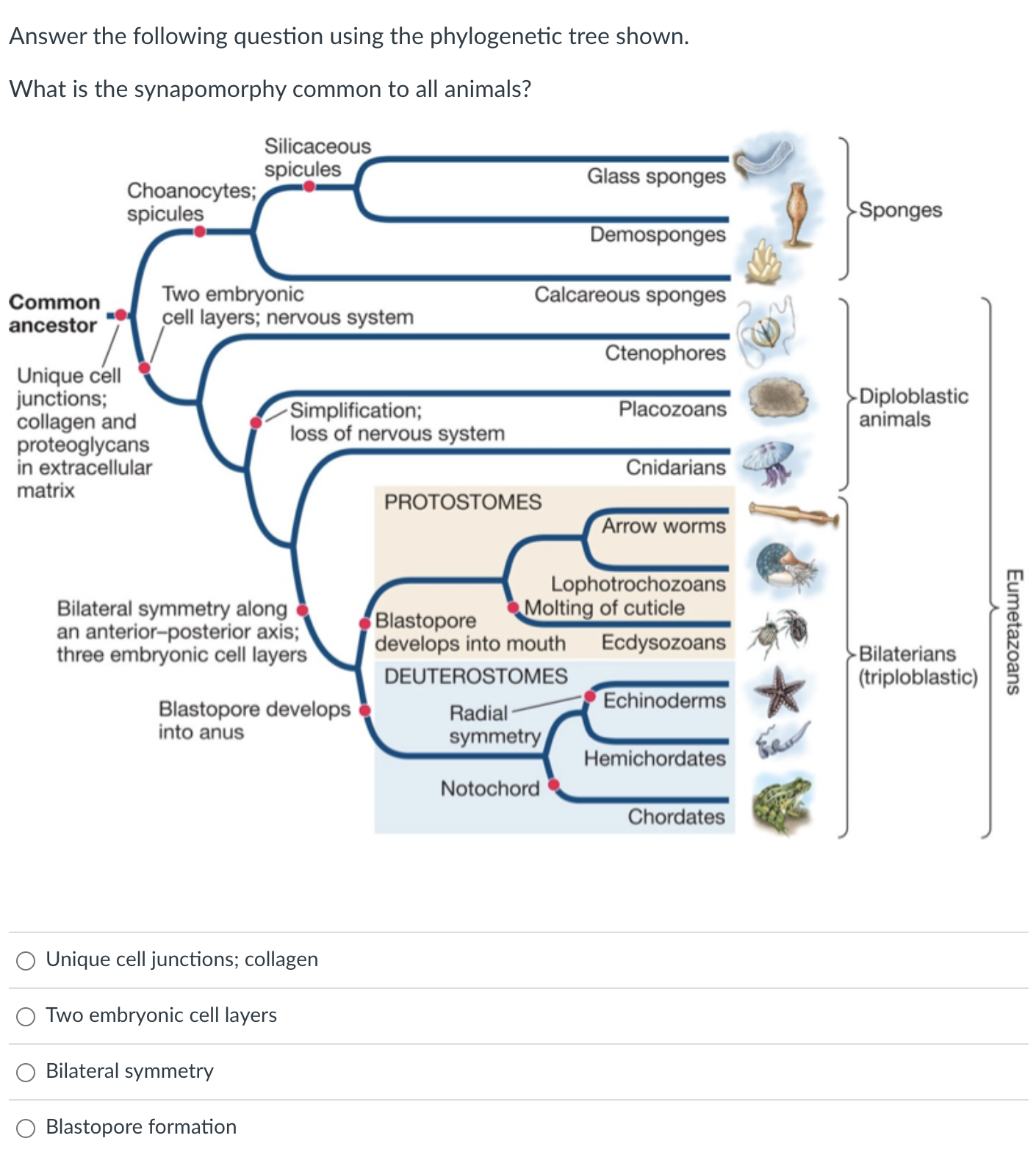 Solved Answer the following question using the phylogenetic | Chegg.com