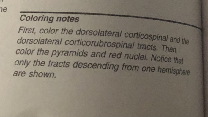 Solved tract of the Red nucleus To of the face Motor nuclei | Chegg.com