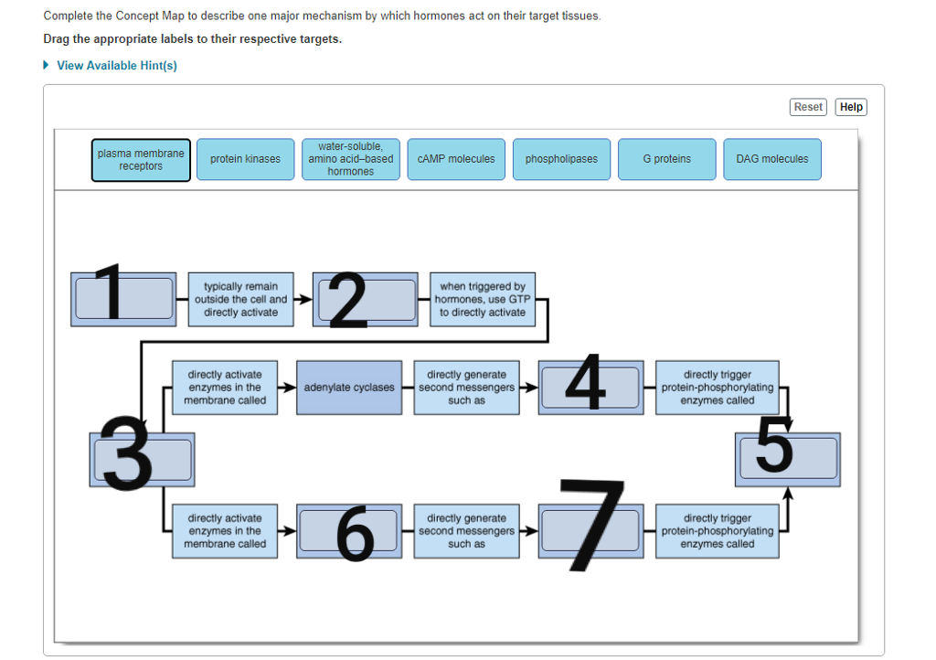 (Solved) - complete the concept map to describe the one major mechanism by... (1 Answer ...