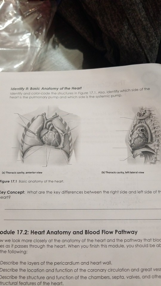 Identity it: Basic Anatomy of the Heart Identify and | Chegg.com