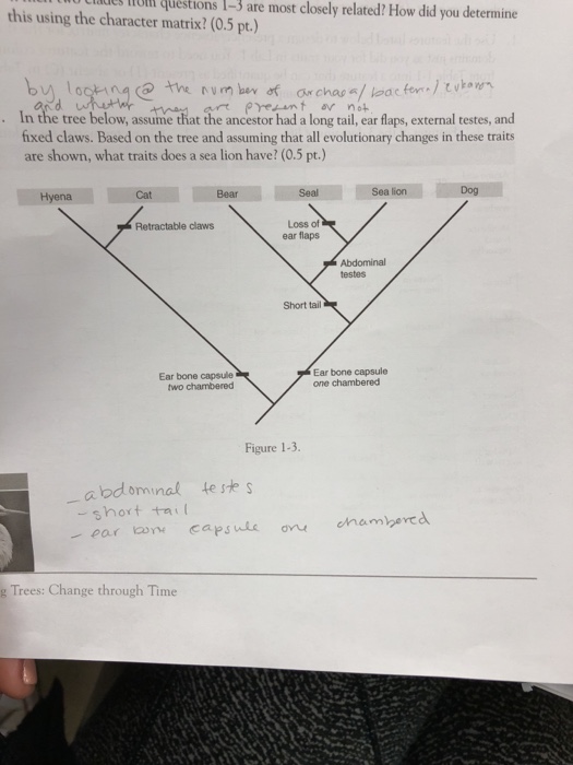 Solved 7. Why are shared derived traits/synapomorphies | Chegg.com