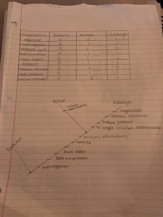 Solved Exercise in evolutionary history,Horizontal gene | Chegg.com