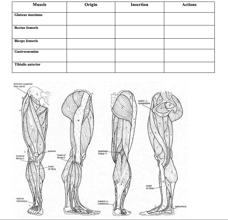 Solved Muscle Origin Insertion Actions Gluteus maximus | Chegg.com