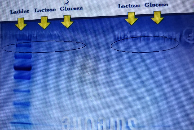 Solved Lactose Glucose 10 25 50 5 10 26 50 150 100 75 50 37 | Chegg.com