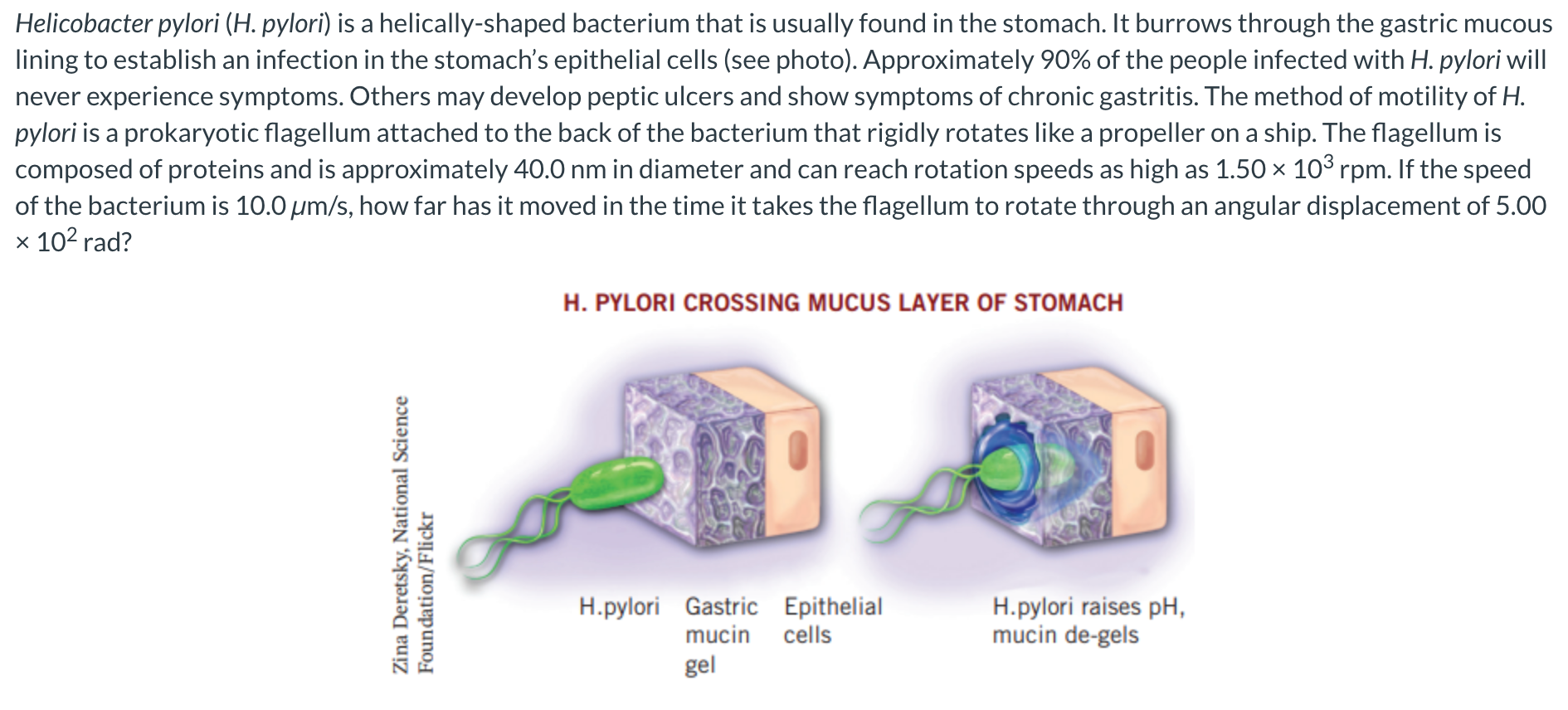Solved Helicobacter pylori (H. pylori) is a helically-shaped | Chegg.com