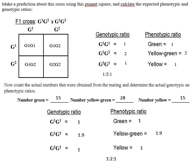 Solved Part 2 Incomplete Dominance in Soybeans When | Chegg.com