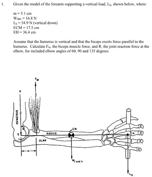 Solved 1. Given the model of the forearm supporting a | Chegg.com