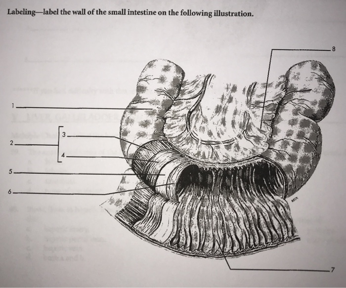 Solved Labeling-label the wall of the small intestine on the | Chegg.com
