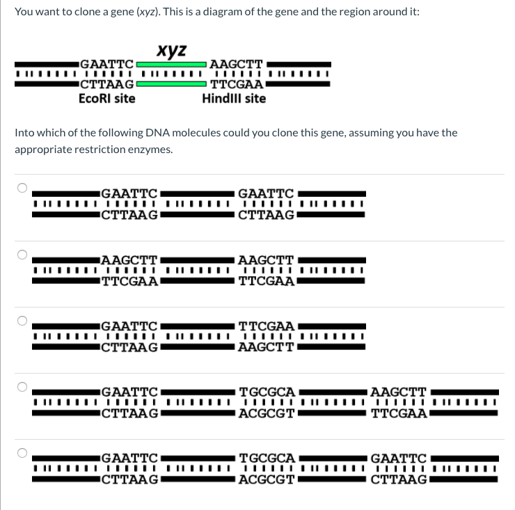 Solved You want to clone a gene (xyz). This is a diagram of | Chegg.com