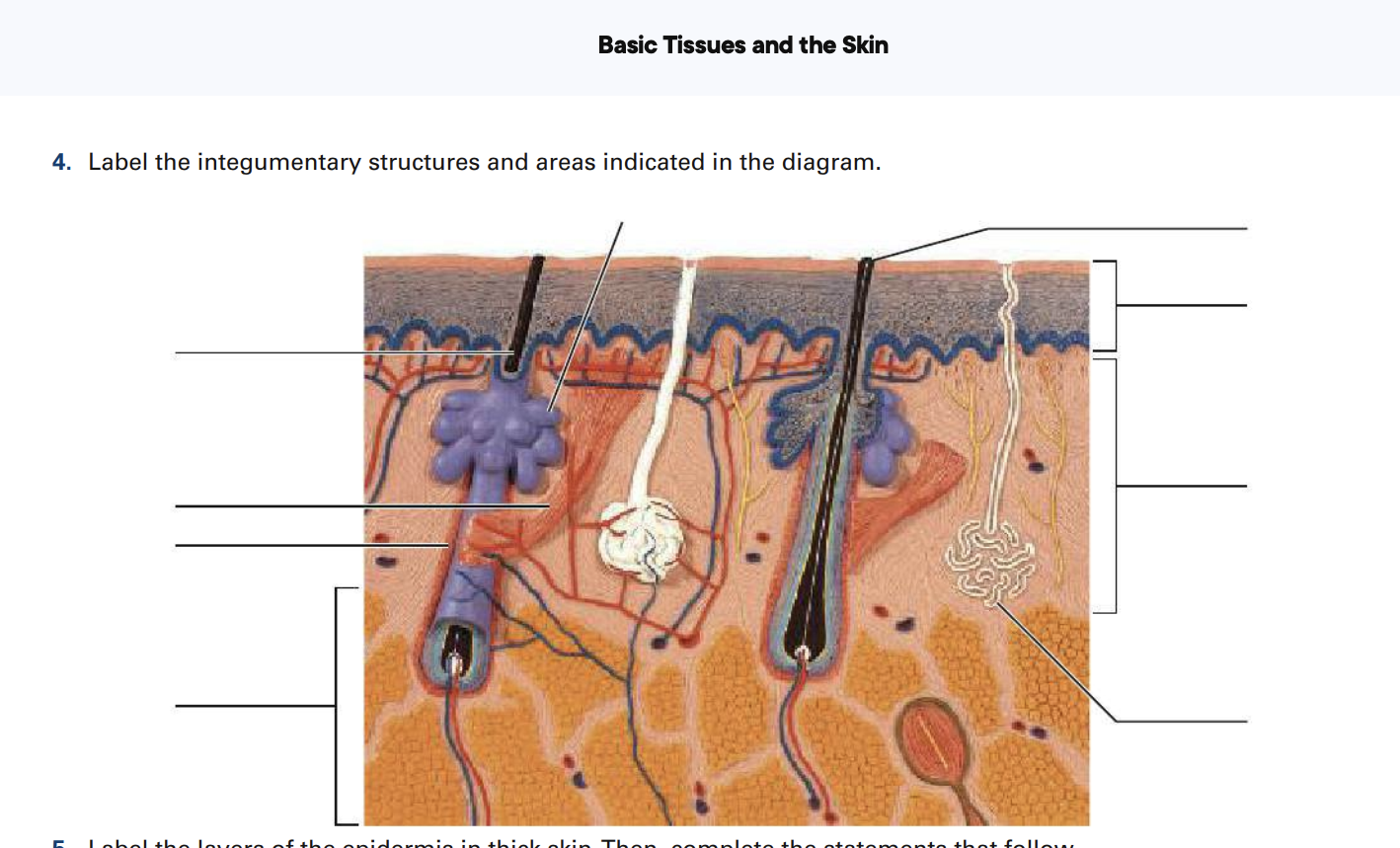 Basic Tissues and the Skin 4. Label the integumentary | Chegg.com