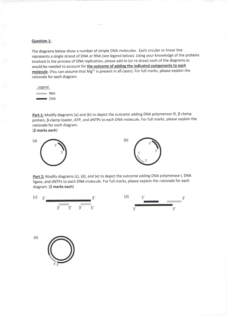 The Diagram Below Shows The Process Of Dna - Wiring Site Resource