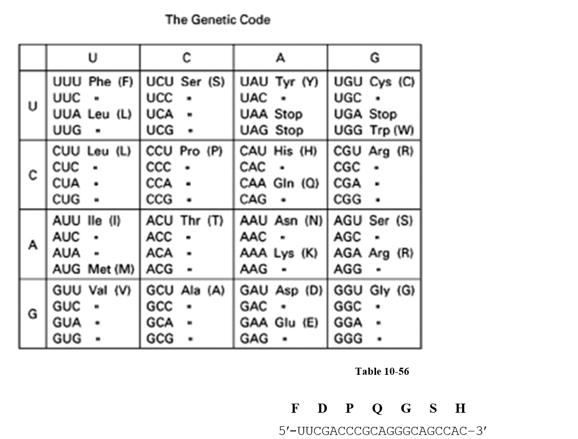 Solved You are studying a protein, and a small fragment of | Chegg.com