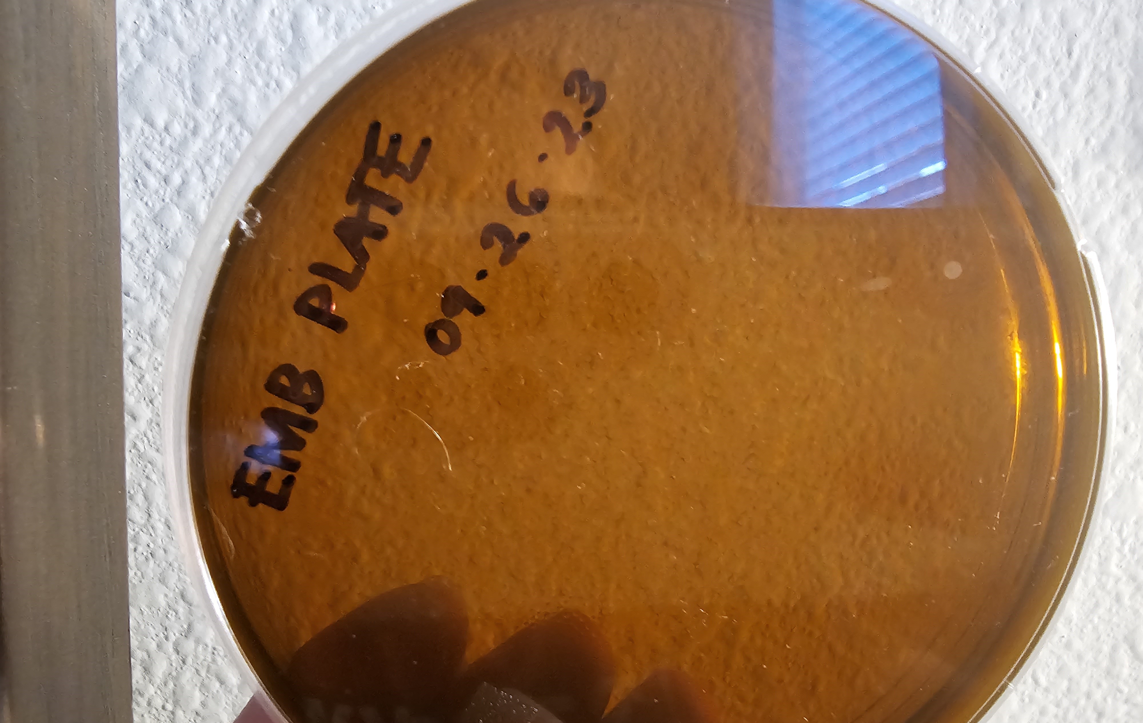 Solved If there was growth on the EMB plate, describe it, | Chegg.com