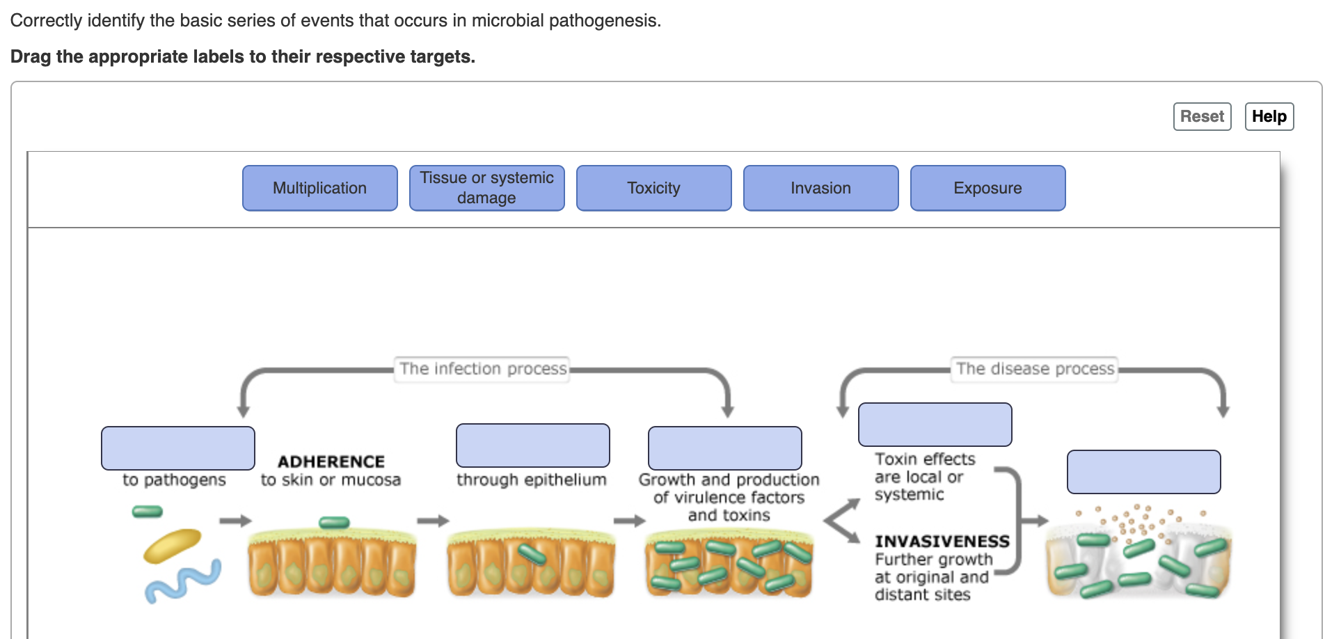 Solved Correctly identify the basic series of events that | Chegg.com