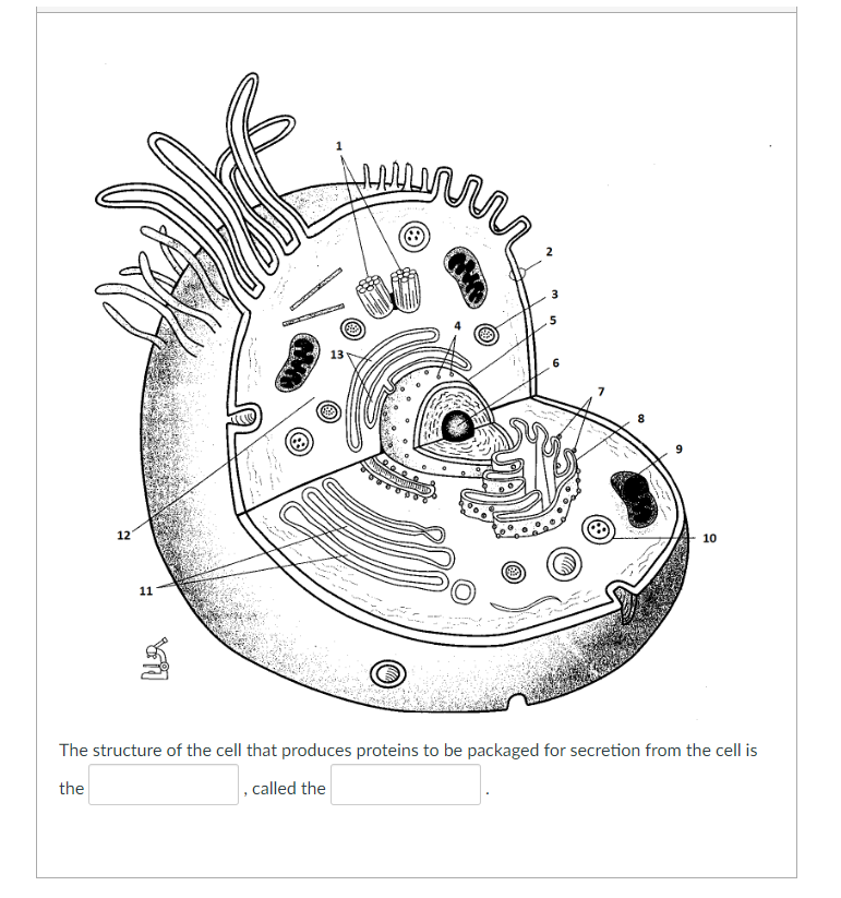 Solved The structure of the cell that produces proteins to | Chegg.com