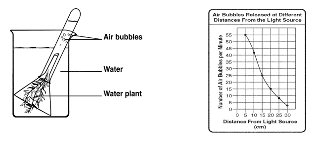 Solved A student prepared two beakers with identical sprigs | Chegg.com