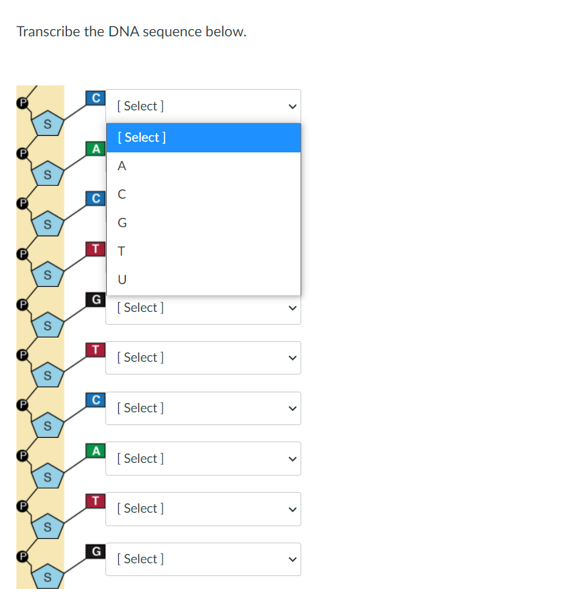 Solved Transcribe the DNA sequence below. [ Select] S | Chegg.com