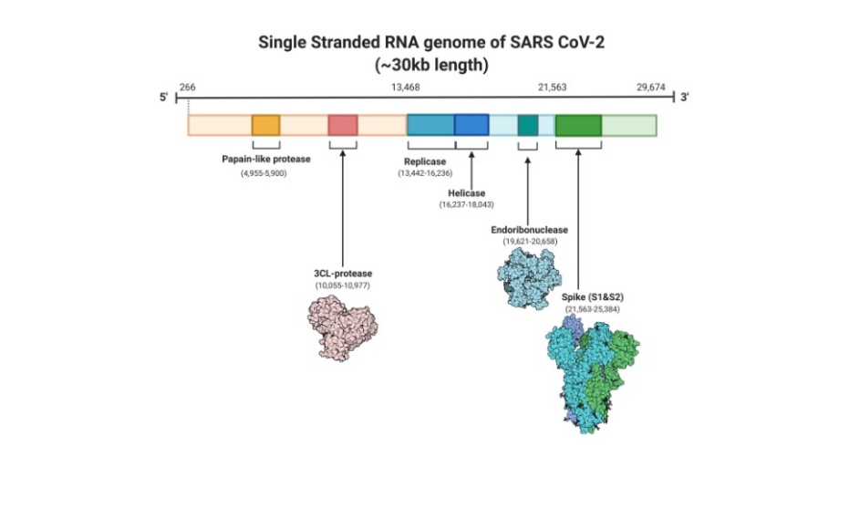 Solved 1.You receive purified mRNA that codes for the spike | Chegg.com