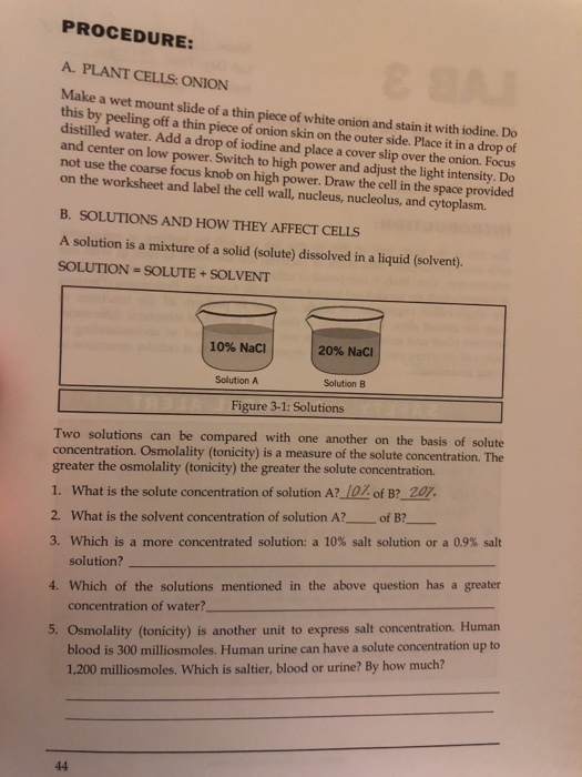 Onion Cell Lab Procedure