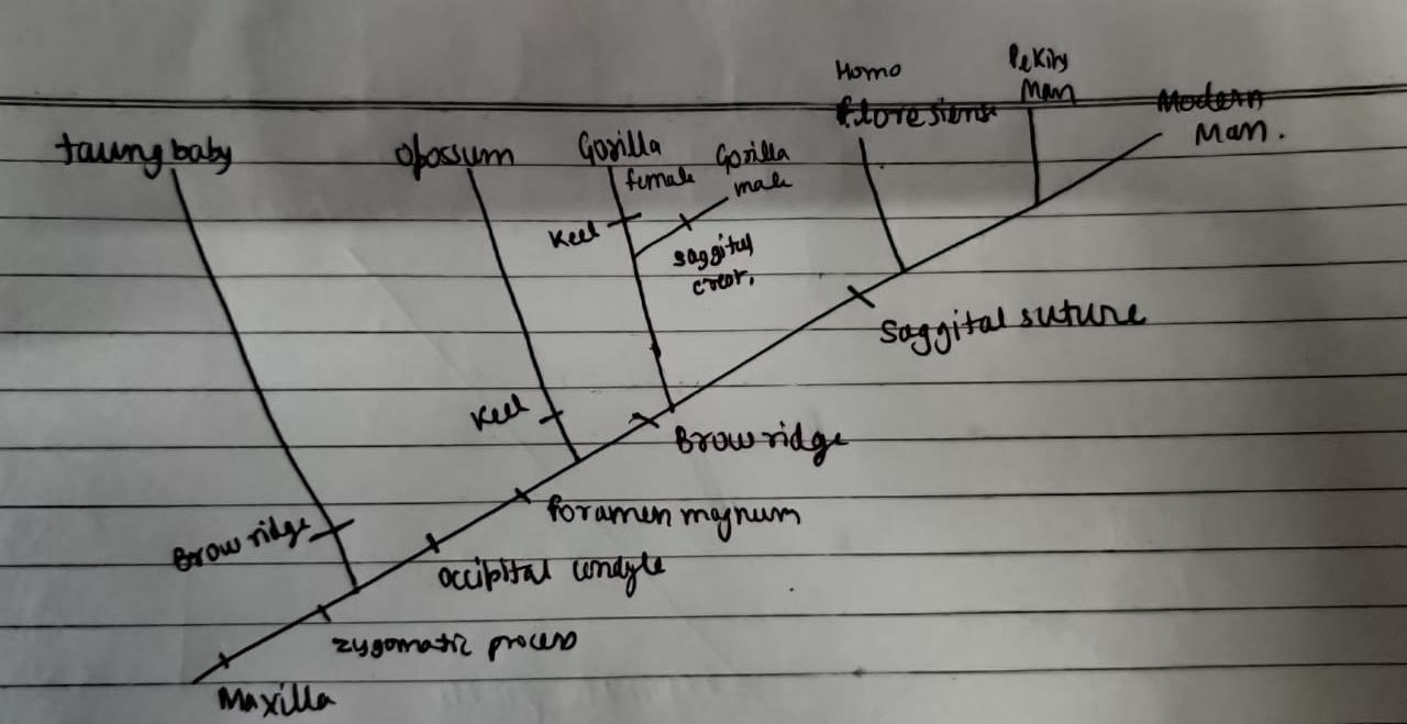 Solved Based on the following character matrix (the row is | Chegg.com