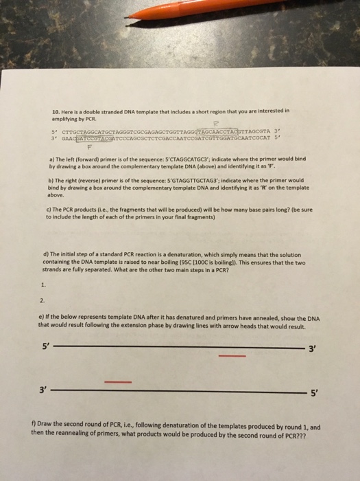 Solved 10. Here is a double stranded DNA template that | Chegg.com