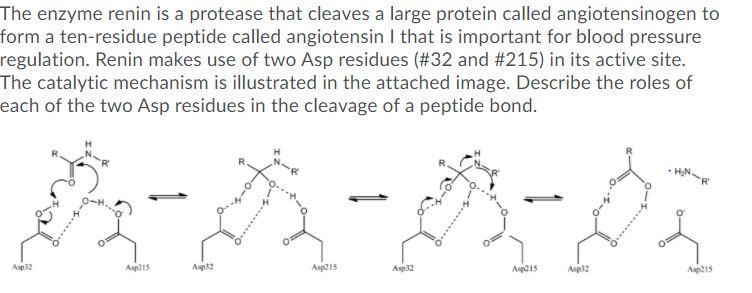 Solved The enzyme renin is a protease that cleaves a large | Chegg.com