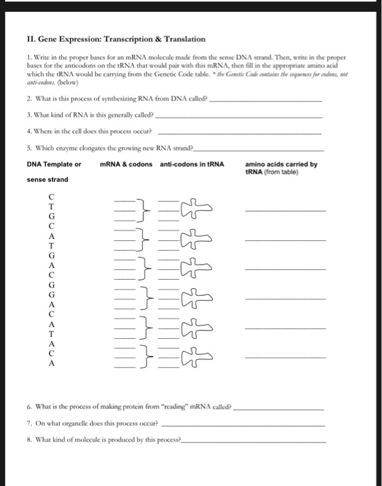 Solved II. Gene Expression: Transcription & Translation 1. | Chegg.com