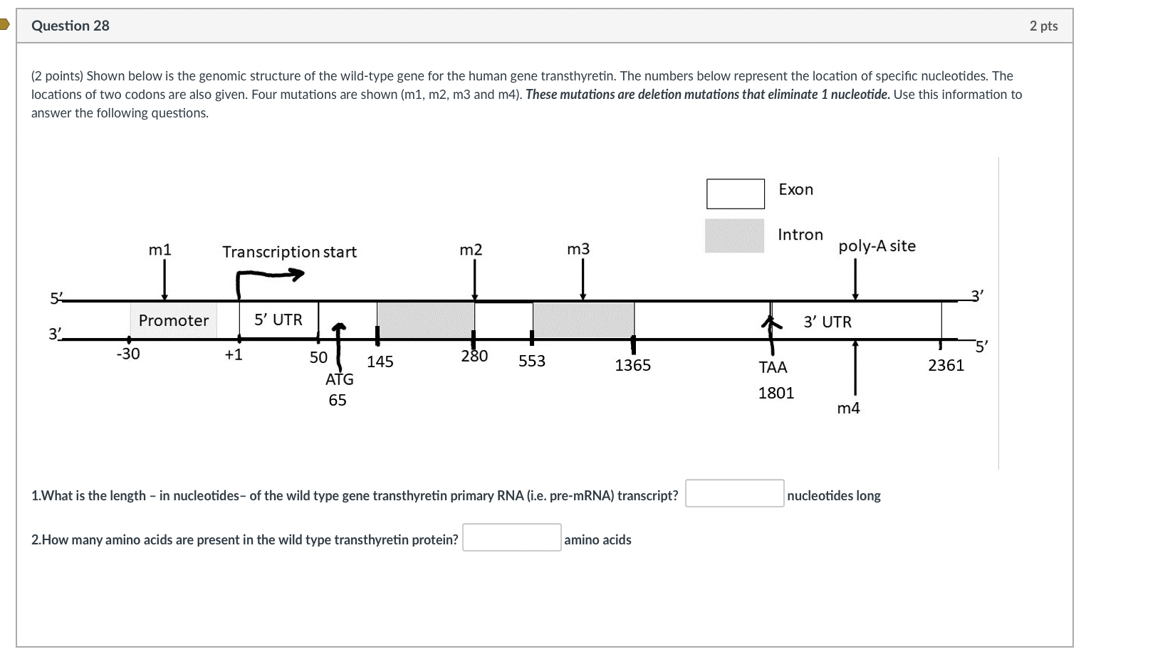 Solved (2 points) Shown below is the genomic structure of | Chegg.com
