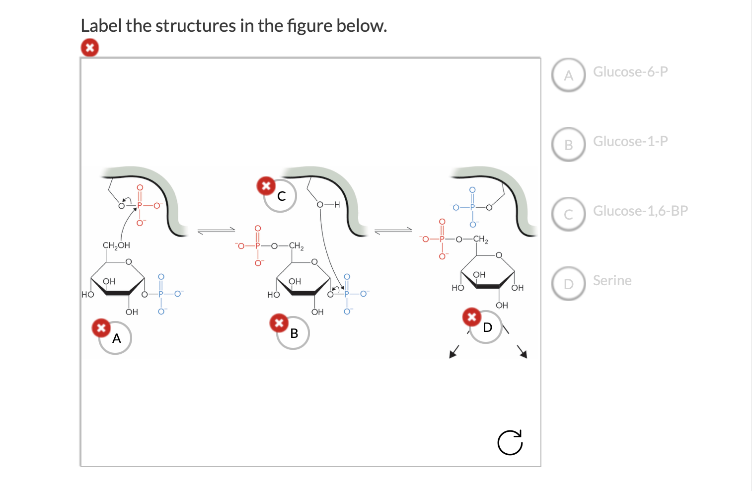 Solved Label the structures in the figure below. Glucose-6-P | Chegg.com Solved Label the structures in the figure below. Glucose-6-P | Chegg.com