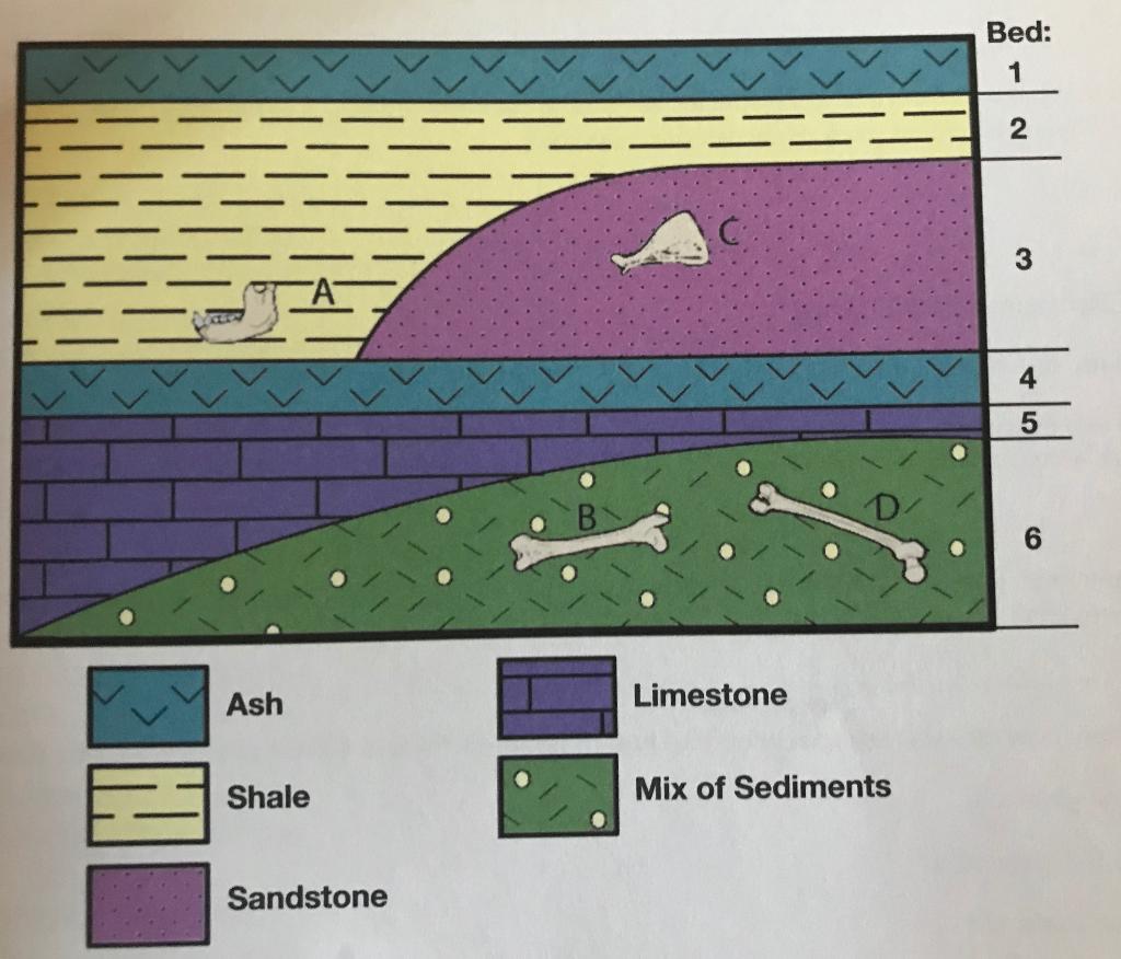 Solved Bed: 1 2. 3 4 5 Ash Limestone Shale Mix of Sediments | Chegg.com