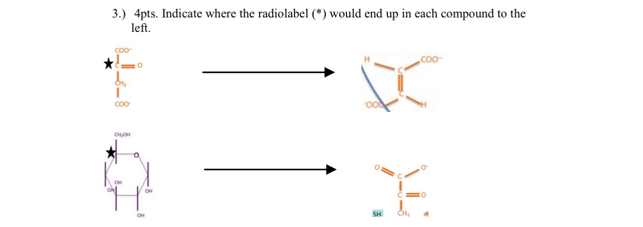 3.) 4pts. Indicate where the radiolabel (∗) would end | Chegg.com