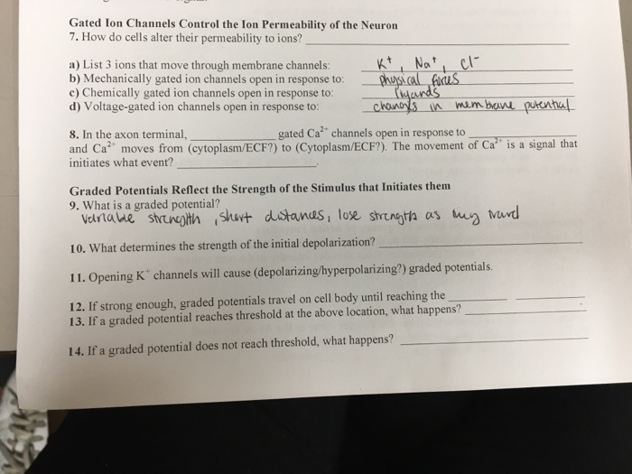 Solved Gated Ion Channels Control the lon Permeability of | Chegg.com