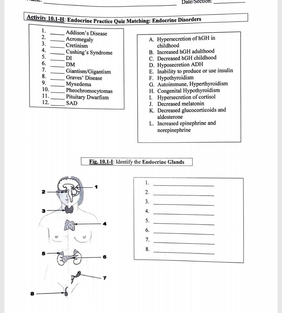 Solved Date/Section! Activity 10.1-H: Endocrine Practice | Chegg.com