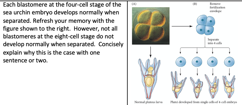 Solved A ) (A) (B) Remove fertilization envelope Each | Chegg.com
