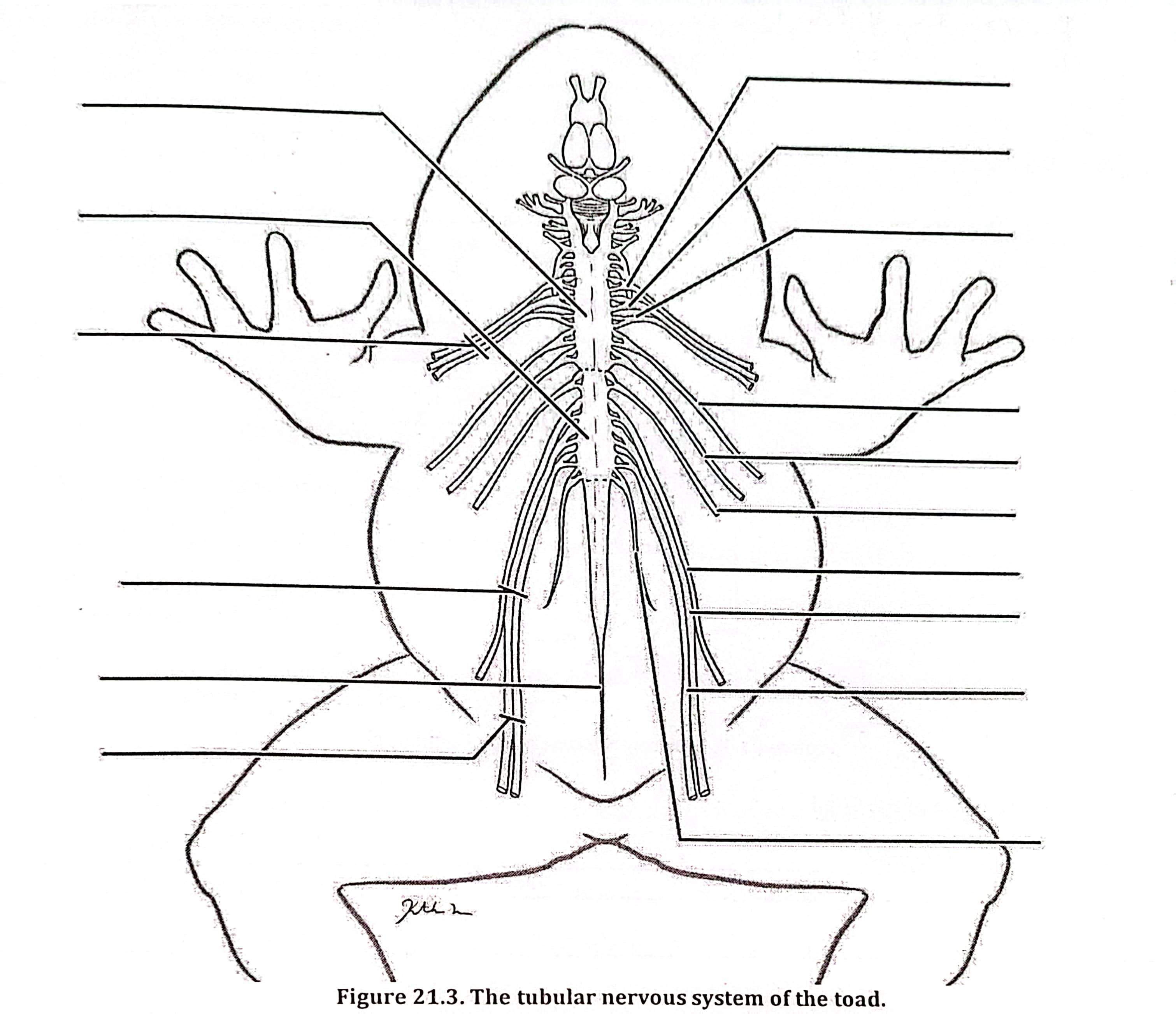 Solved Label the correct parts of the tubular nervous system | Chegg.com