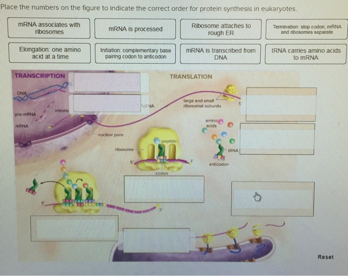 Solved Place the numbers on the figure to indicate the | Chegg.com