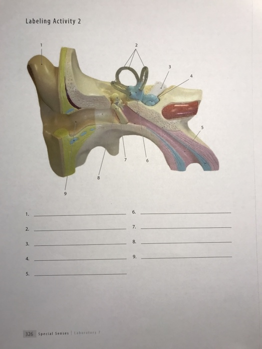 Solved Labeling Activity 2 6. 2. 8. 3. 9. 4. 5. 326 Special | Chegg.com