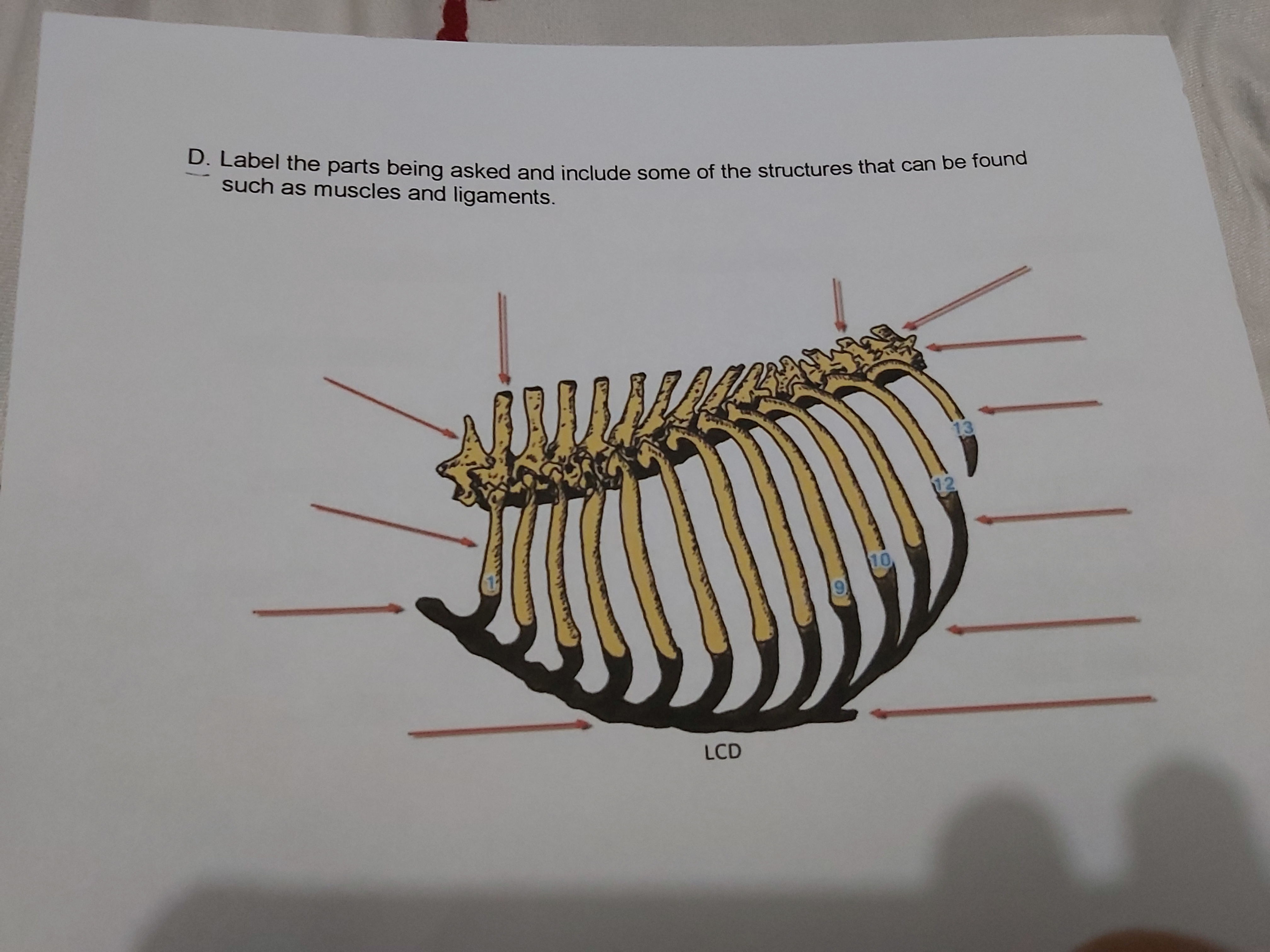 Solved Rib cage of a Dog.Label the parts being asked and | Chegg.com