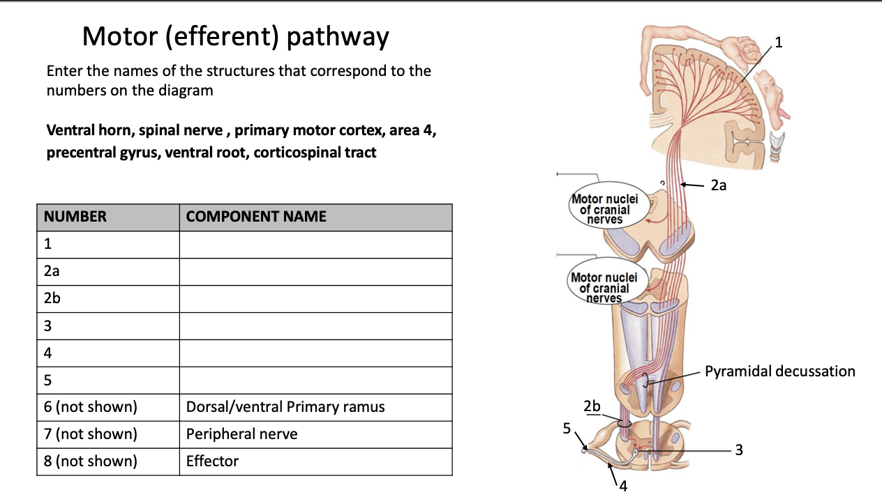 Solved Motor (efferent) pathway Enter the names of the | Chegg.com