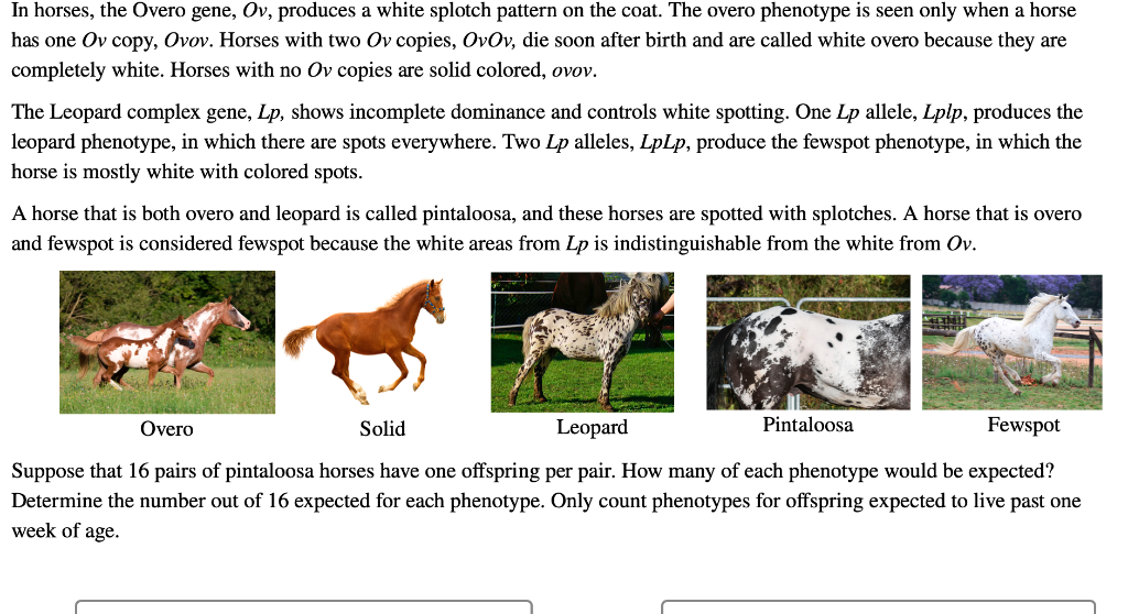 Solved In horses, the Overo gene, Ov, produces a white | Chegg.com
