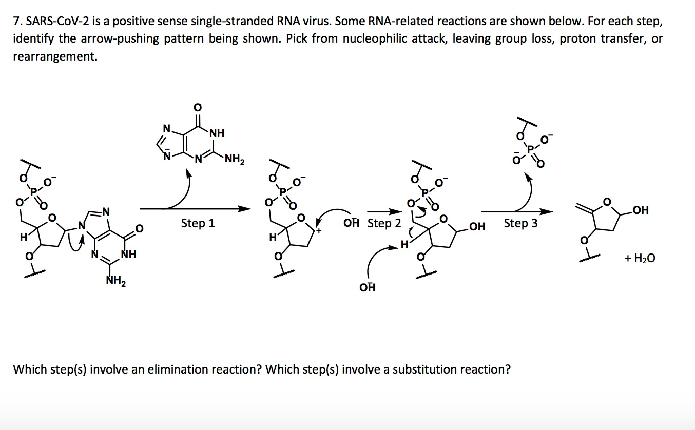 7. SARS-CoV-2 is a positive sense single-stranded RNA | Chegg.com