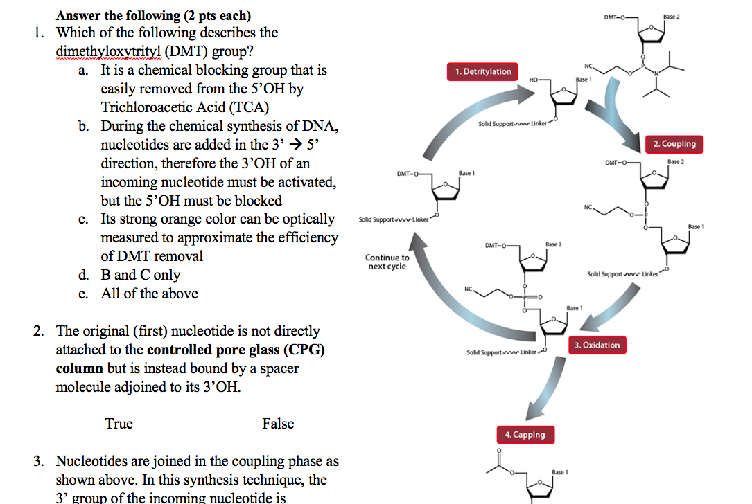 Solved DMT-03 Base 2 1. Detritylation Solid Support Linke 2. | Chegg.com