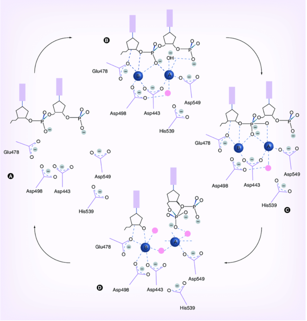 Propose an electron pushing diagram for RNAse H | Chegg.com