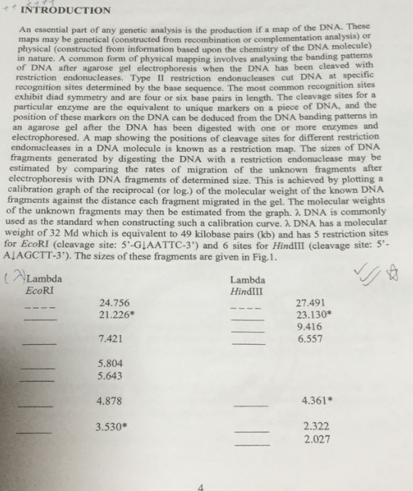 Solved Compare the two lambda DNA digest, what are he | Chegg.com