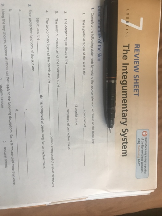 Solved REVIEW SHEET EXERCSE The Integumentary System e of | Chegg.com