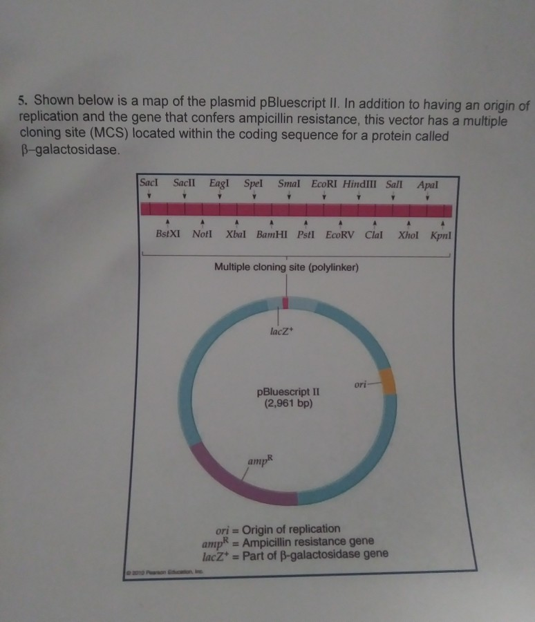Solved m a) Name one advantage that pBluescript offers | Chegg.com
