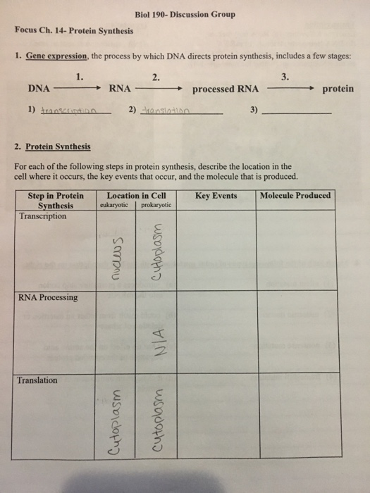 Solved Biol 190- Discussion Group Focus Ch. 14- Protein | Chegg.com