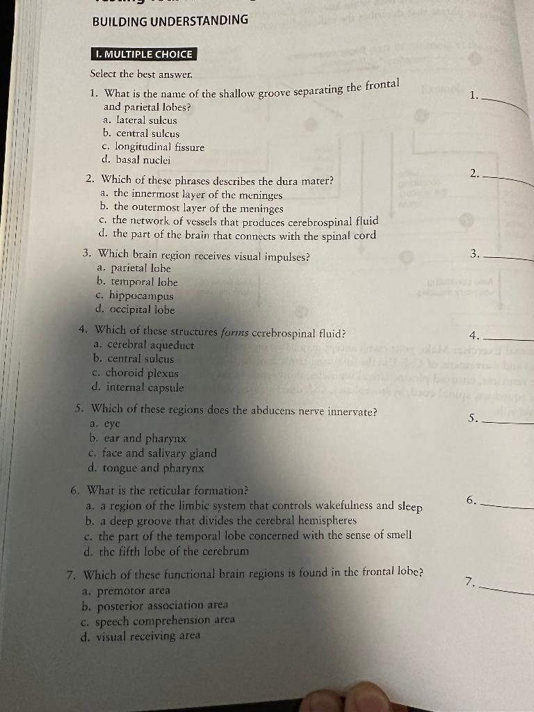 Solved 1. What is the name of the shallow groove separating | Chegg.com
