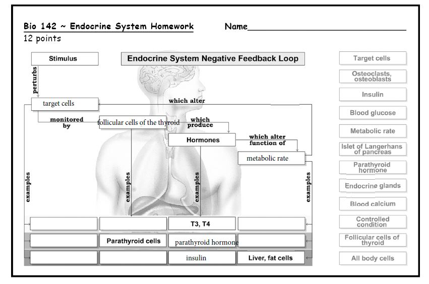 Solved Endocrine system homework: negative feedback loop I | Chegg.com