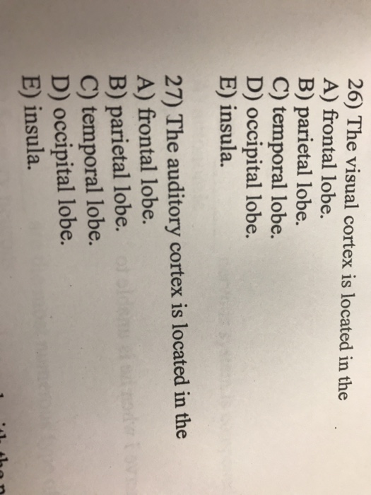 Solved The visual cortex is located in the A) frontal lobe. | Chegg.com